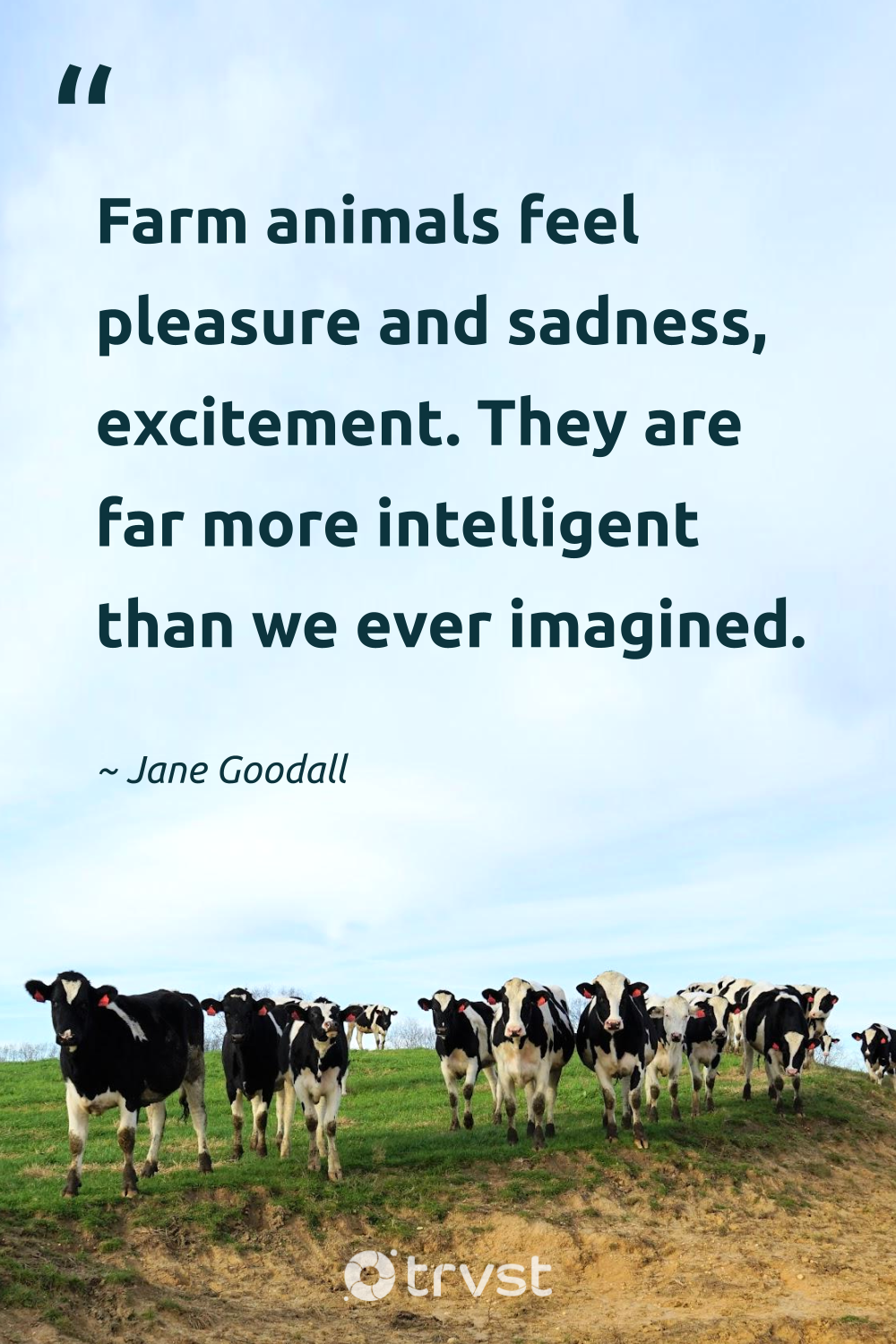 40 Cow Quotes about the Gentle Bovines (2024)