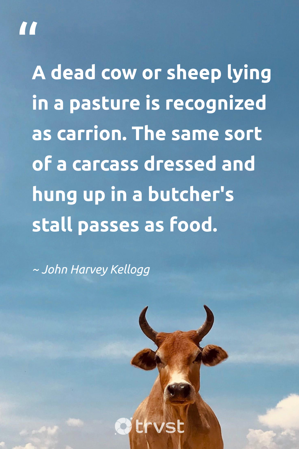40 Cow Quotes about the Gentle Bovines (2024)