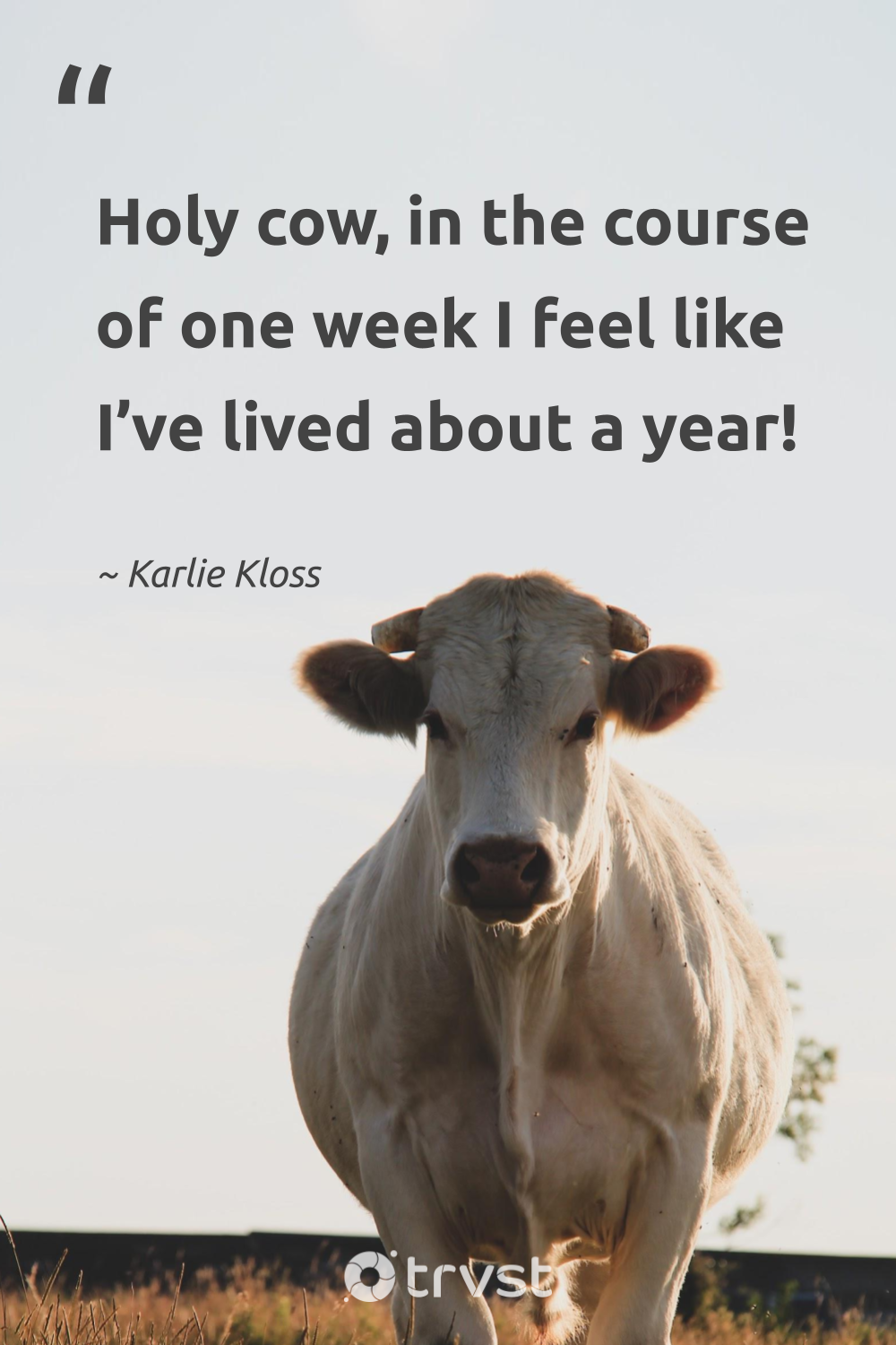 40 Cow Quotes about the Gentle Bovines (2024)