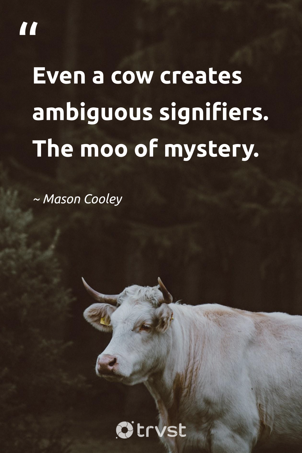 40 Cow Quotes about the Gentle Bovines (2025)