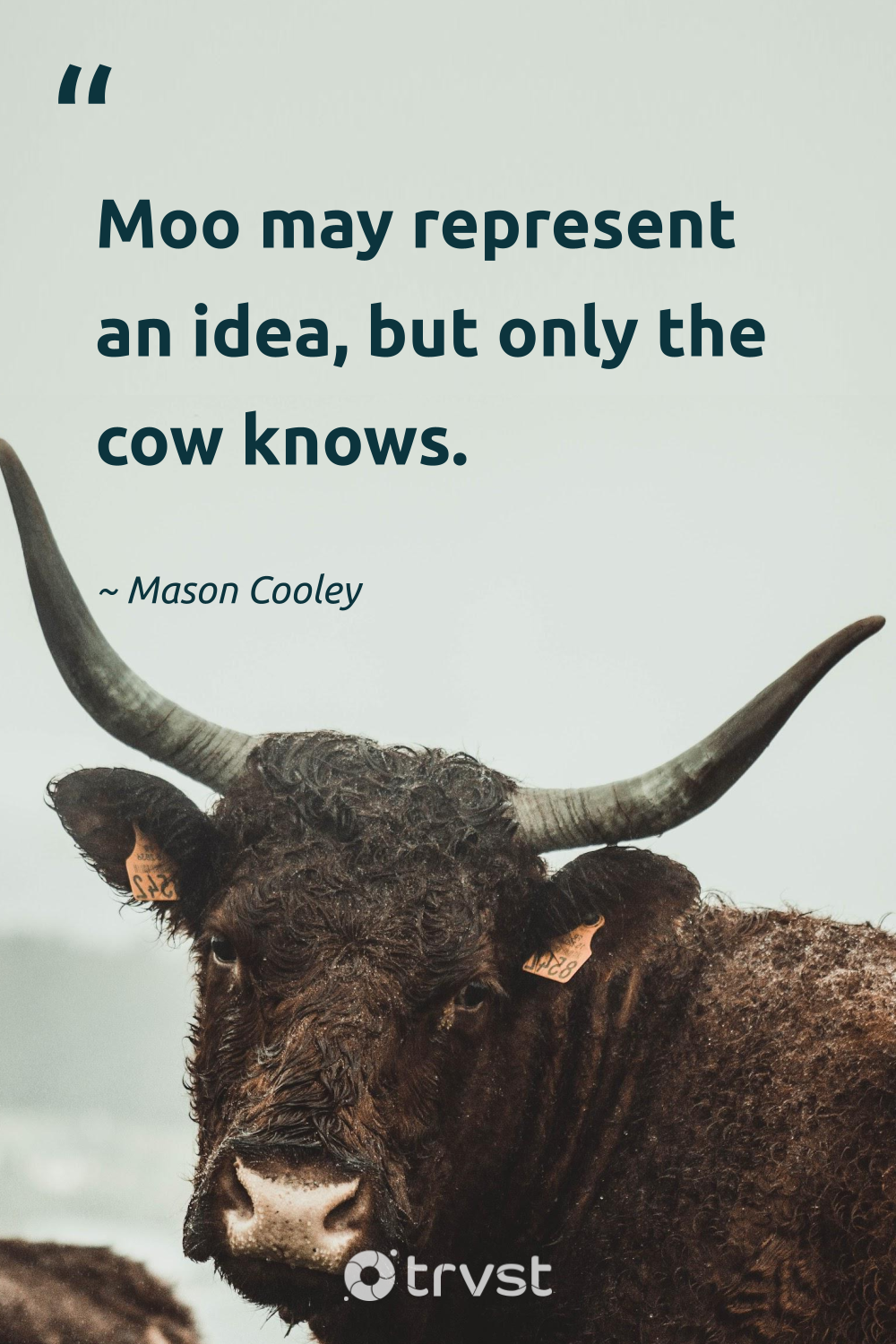 40 Cow Quotes about the Gentle Bovines (2025)