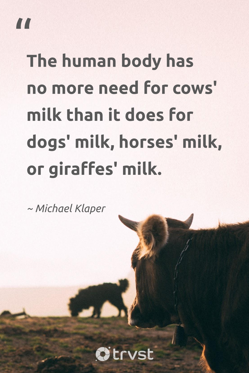 40 Cow Quotes about the Gentle Bovines (2024)