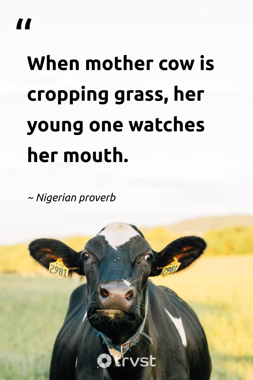 40 Cow Quotes about the Gentle Bovines (2025)