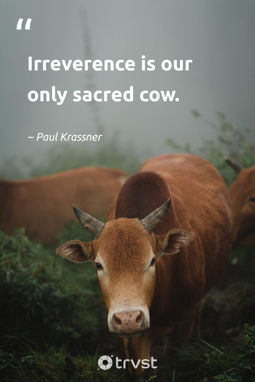 40 Cow Quotes about the Gentle Bovines (2025)