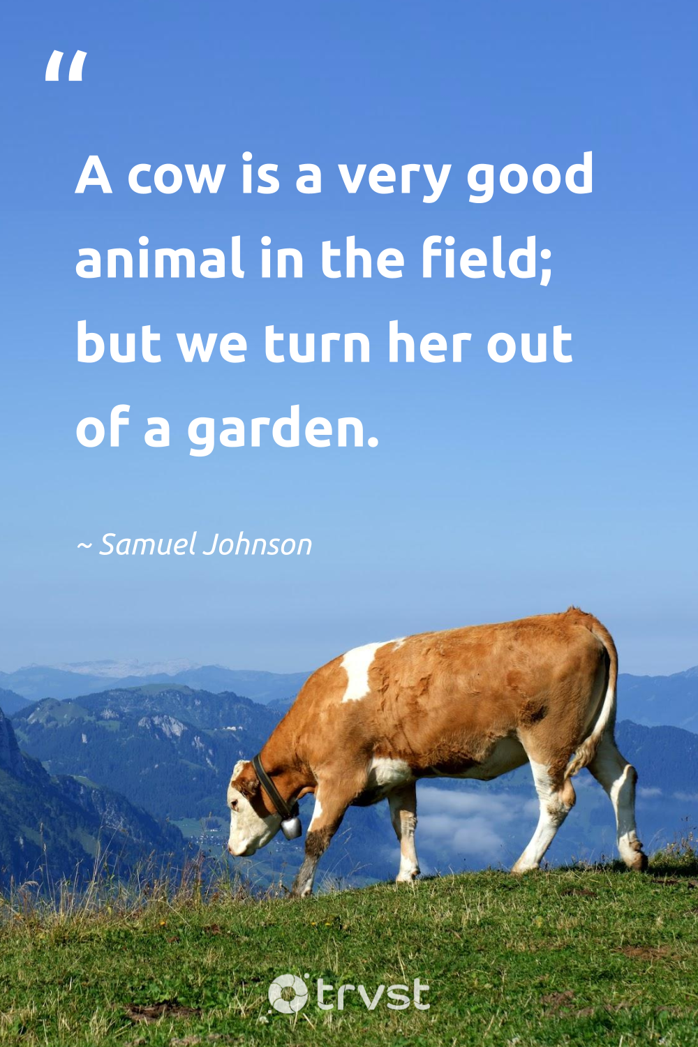 40 Cow Quotes about the Gentle Bovines (2025)