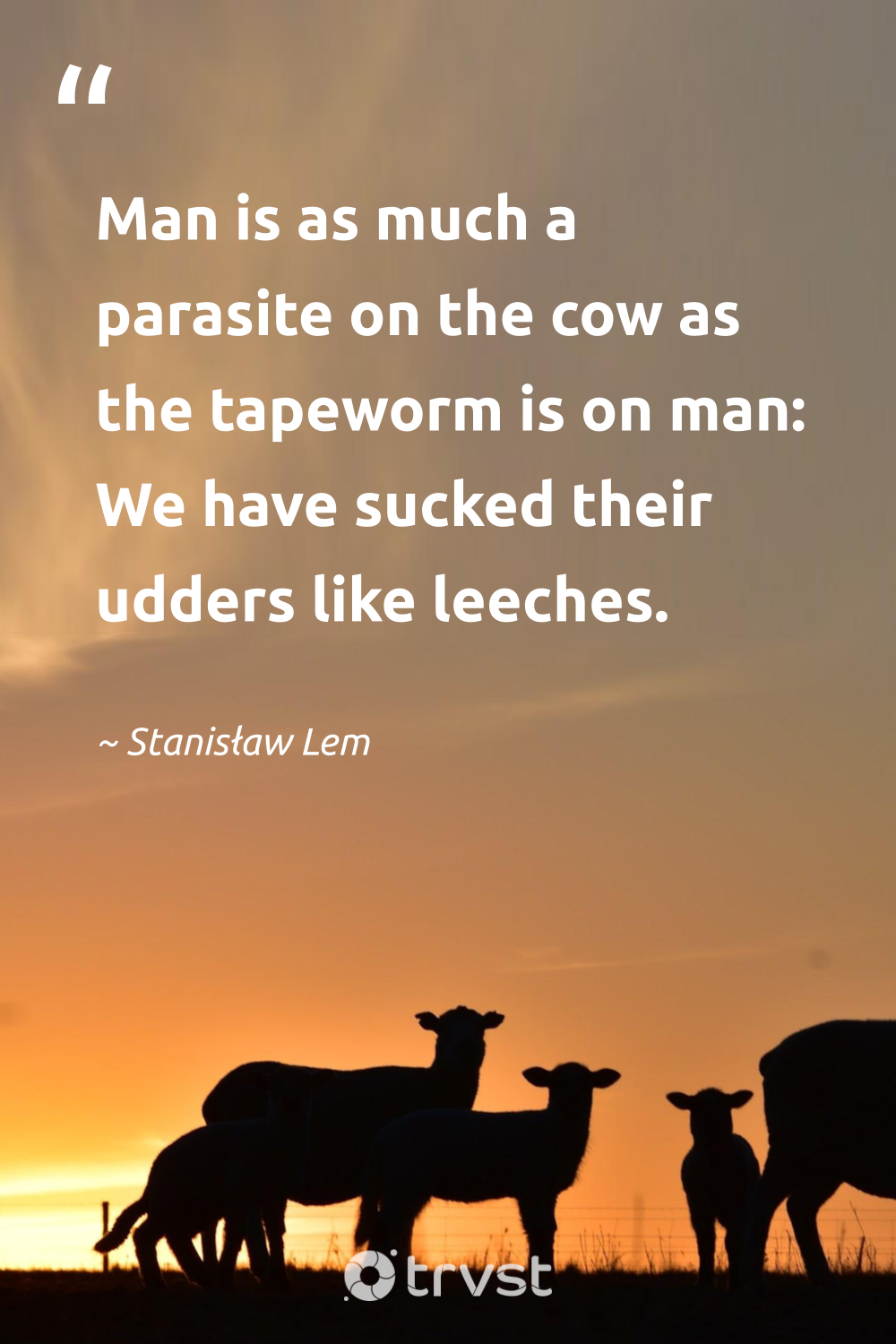 40 Cow Quotes about the Gentle Bovines (2024)