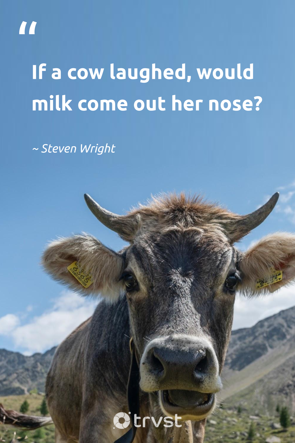 40 Cow Quotes about the Gentle Bovines (2024)