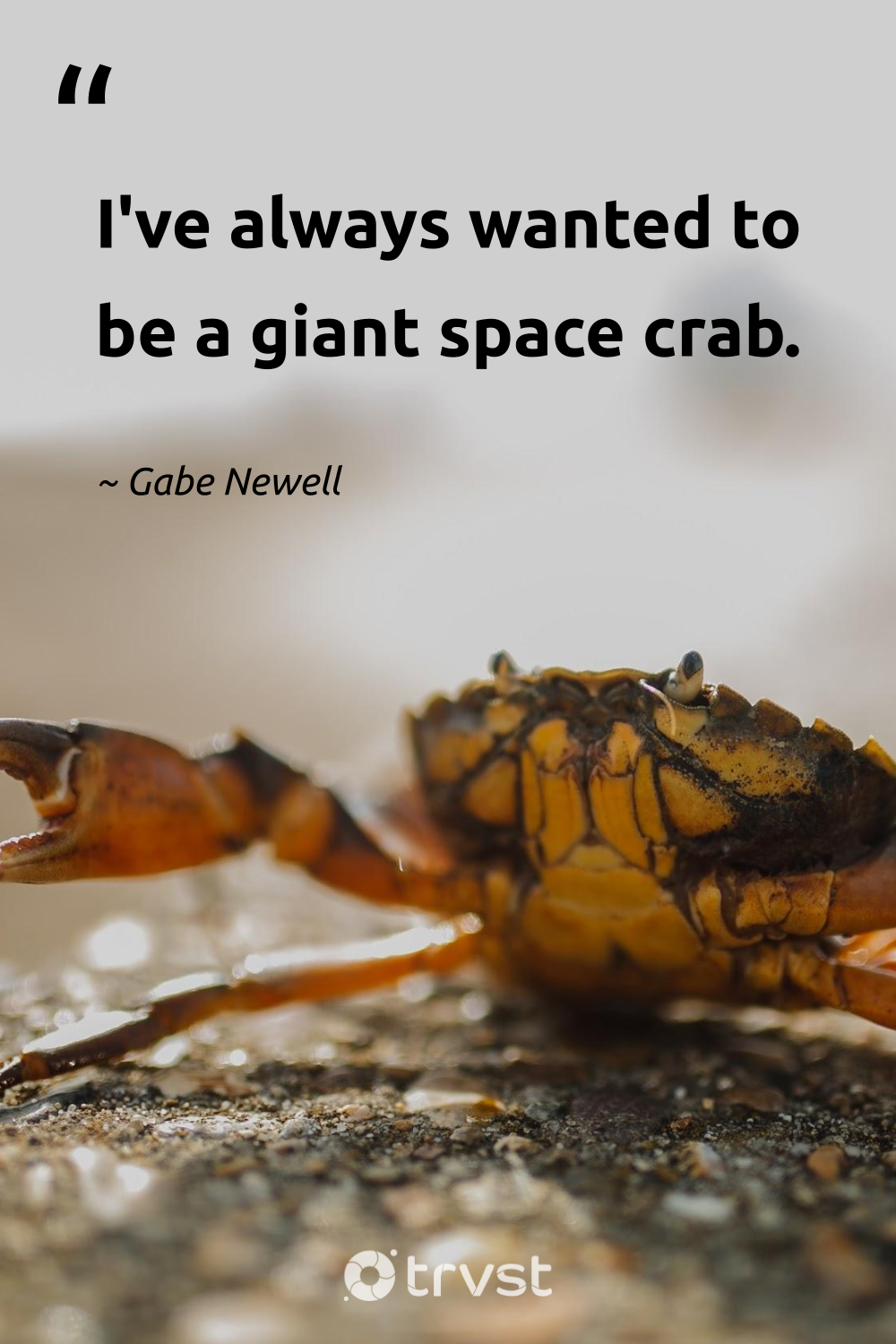 25 Crab Quotes Full Of Crustacean Wisdom