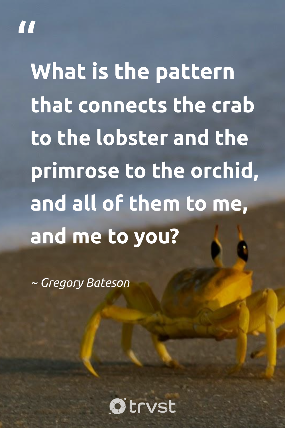 25 Crab Quotes Full Of Crustacean Wisdom