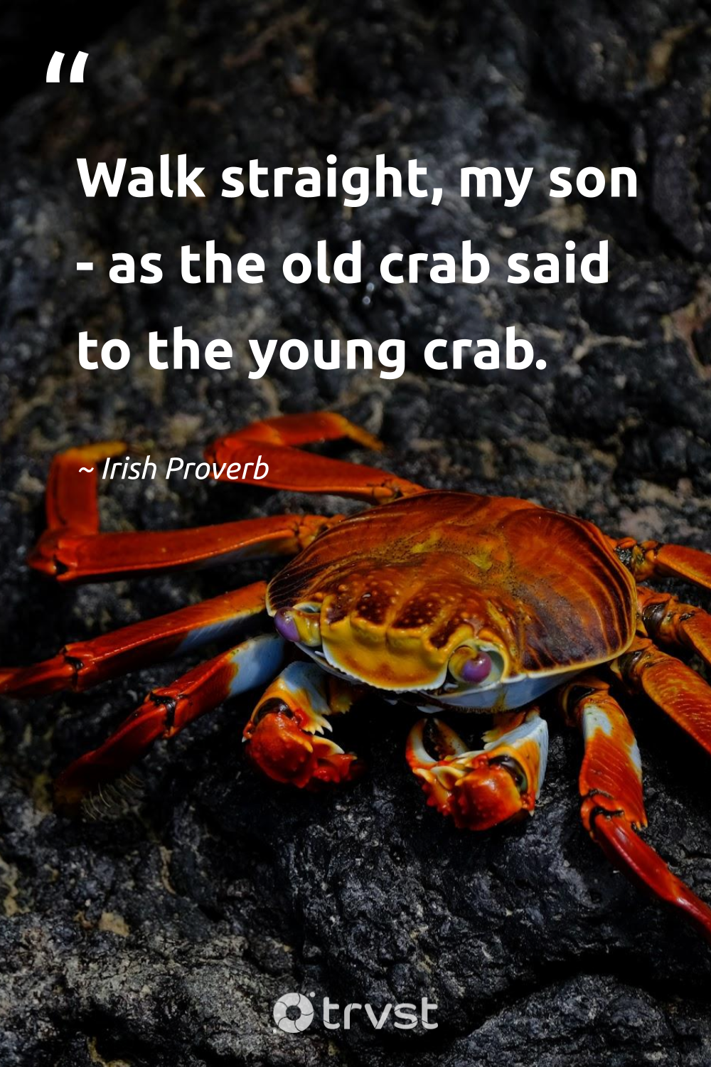 25 Crab Quotes Full Of Crustacean Wisdom
