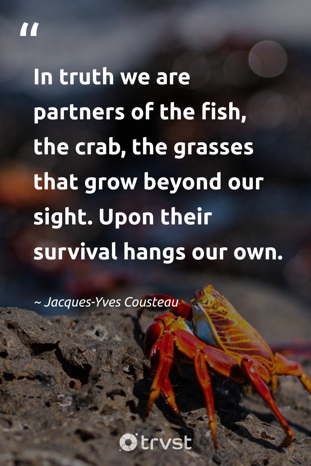 25 Crab Quotes Full Of Crustacean Wisdom