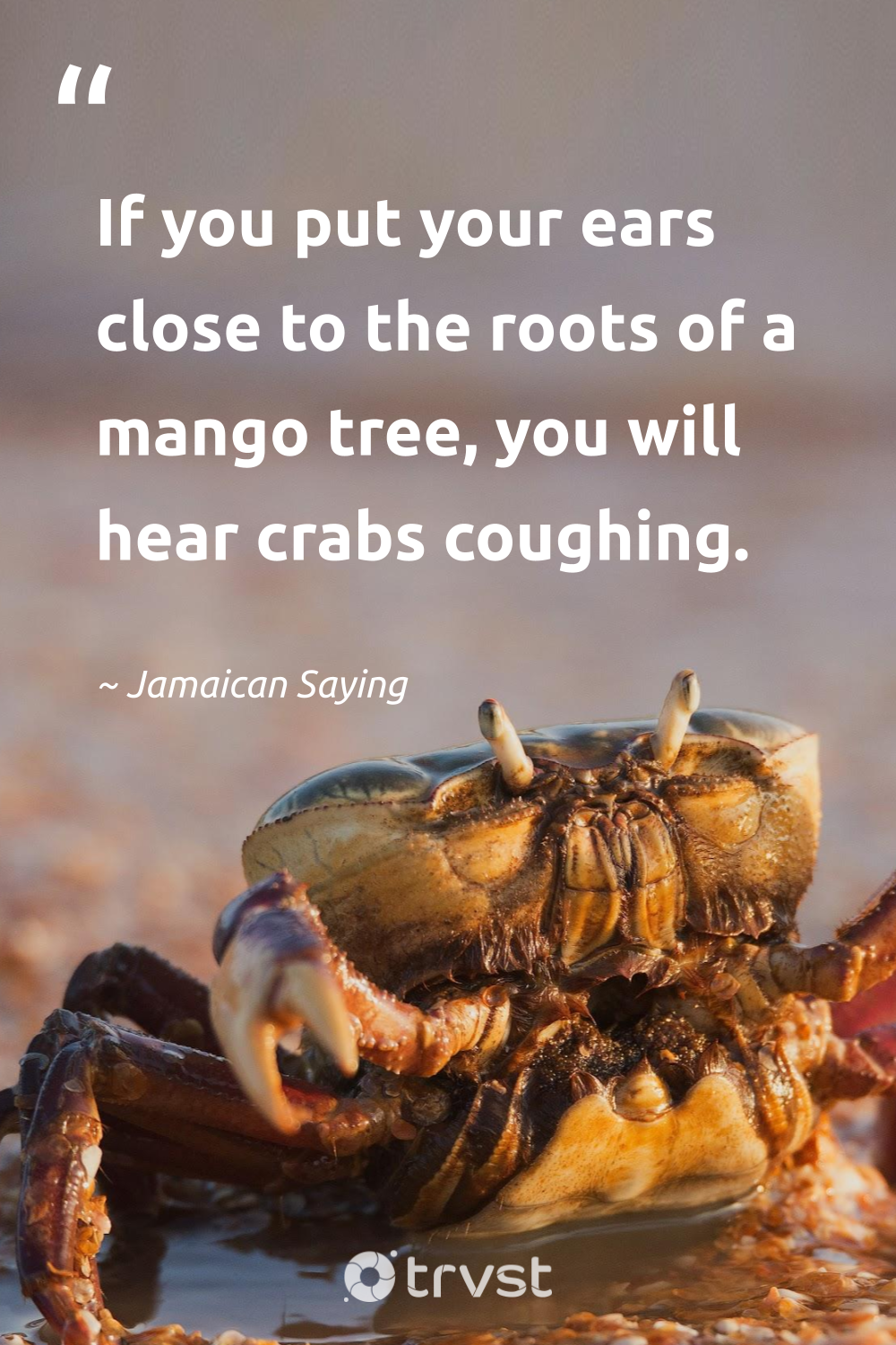 25 Crab Quotes Full Of Crustacean Wisdom