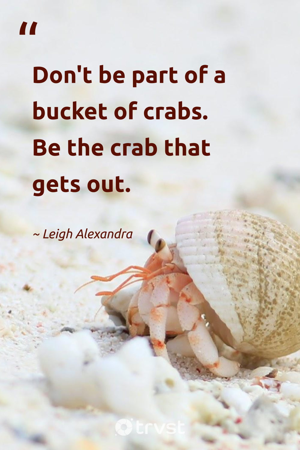 25 Crab Quotes Full Of Crustacean Wisdom