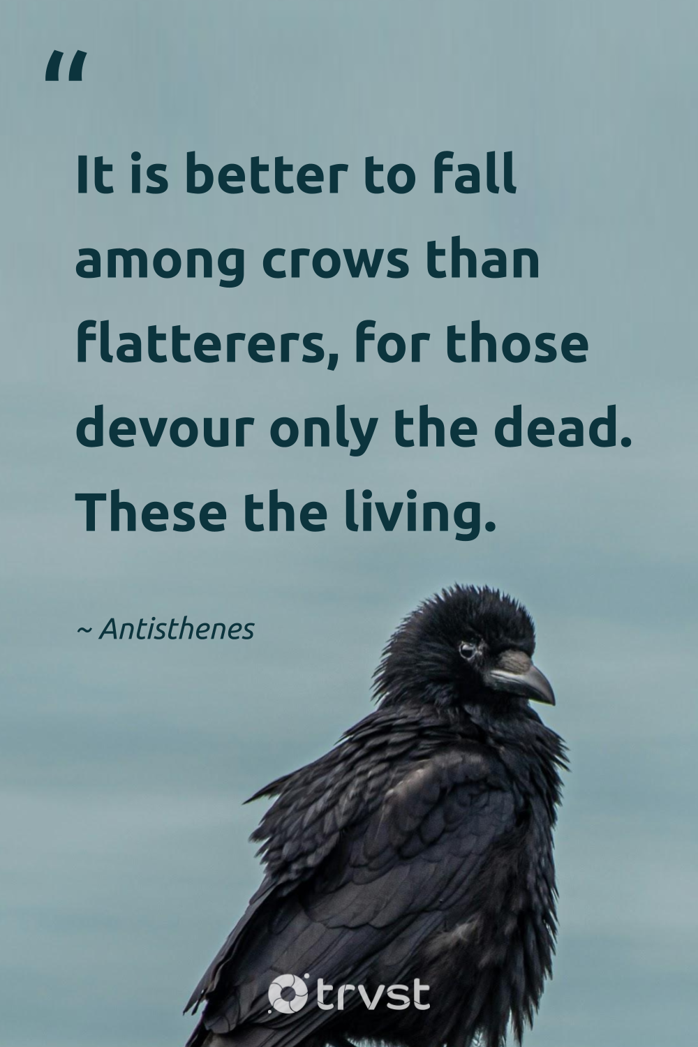 40 Crow Quotes & Sayings About The Misunderstood Birds (2024)