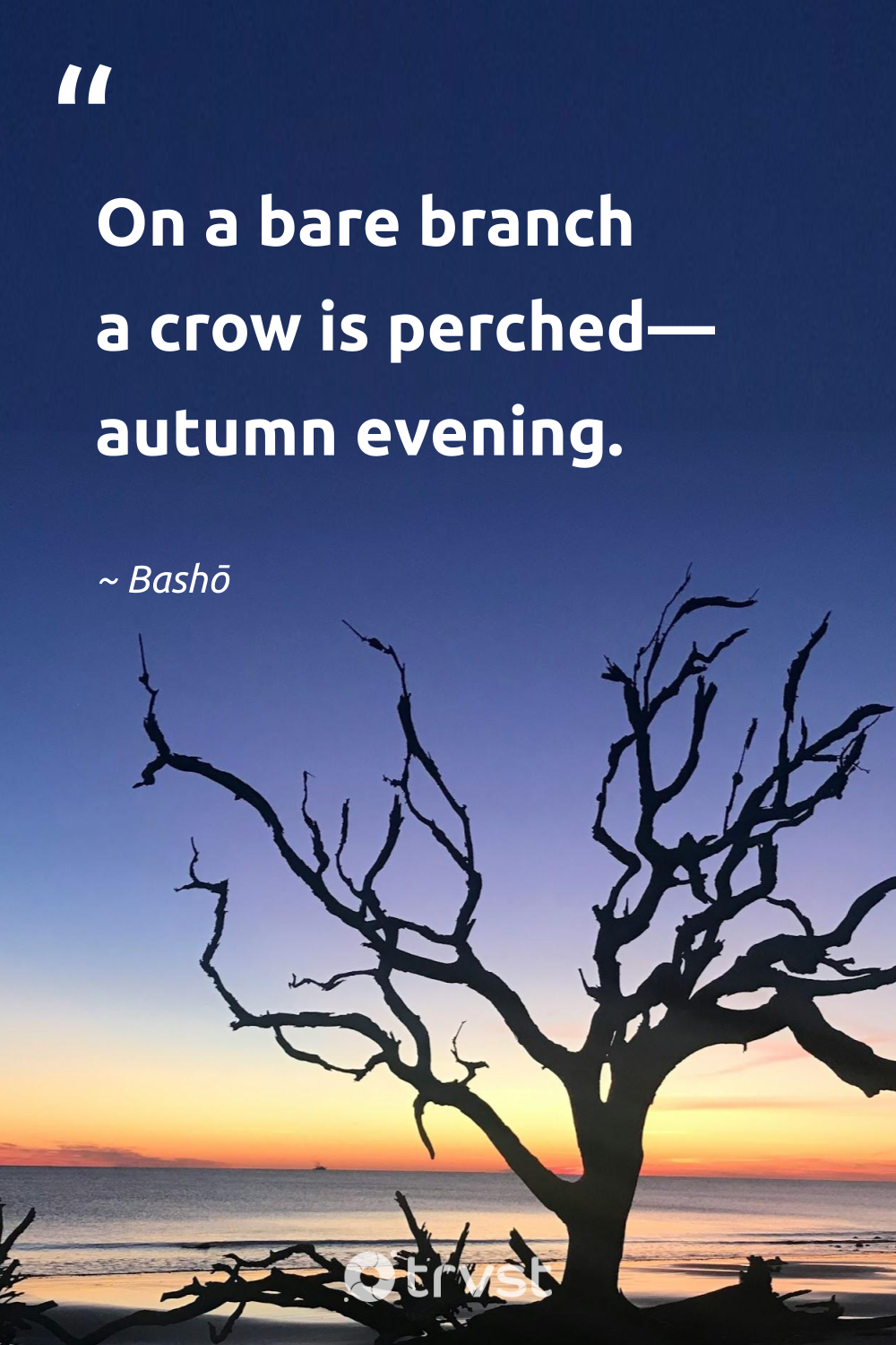 40 Crow Quotes & Sayings About The Misunderstood Birds (2025)