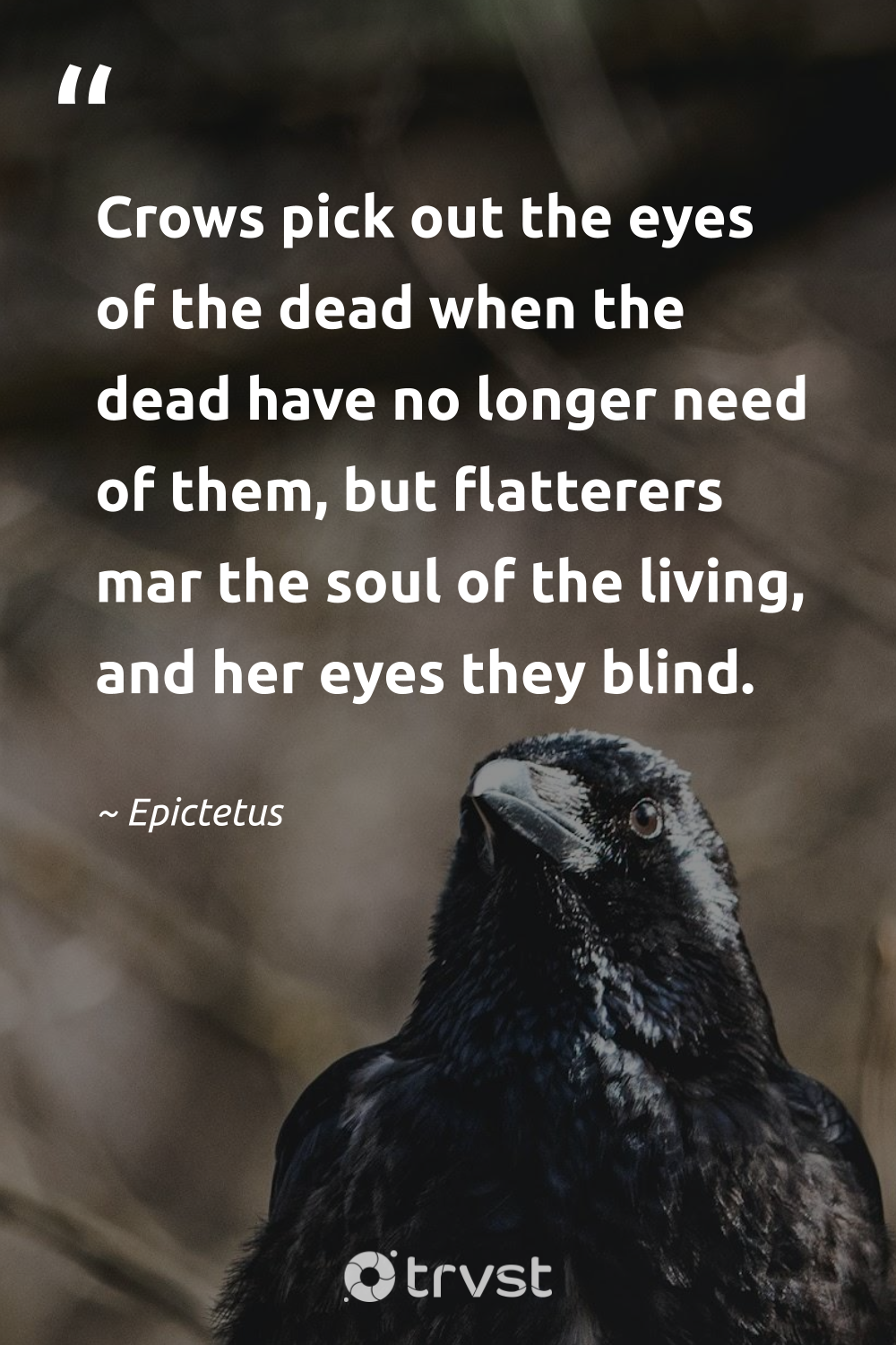 40 Crow Quotes & Sayings About The Misunderstood Birds (2025)