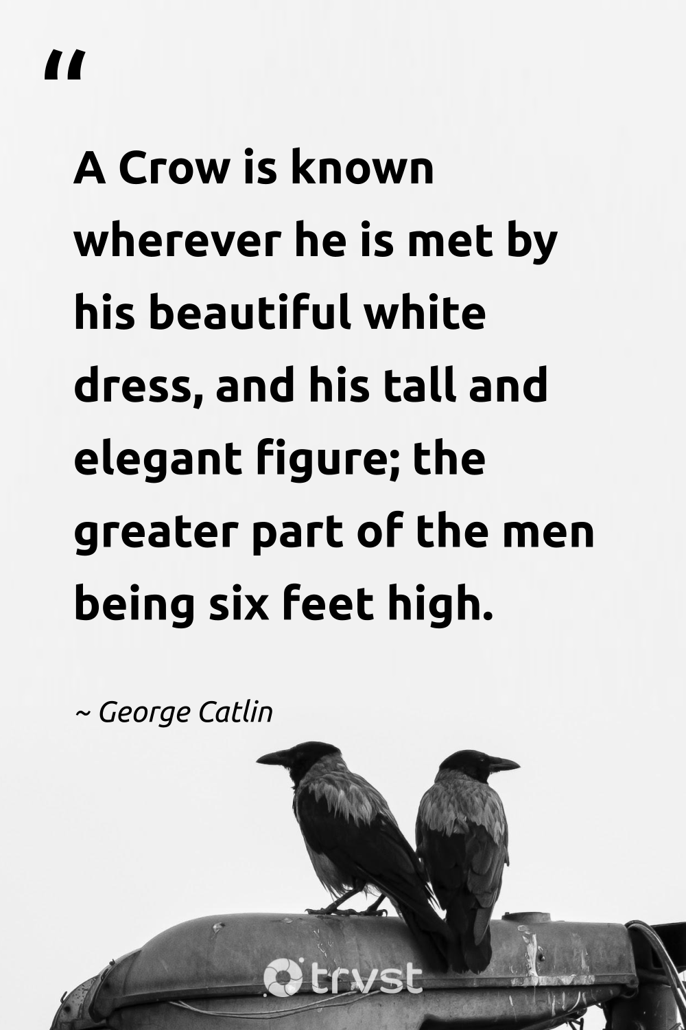 40 Crow Quotes & Sayings About The Misunderstood Birds (2025)