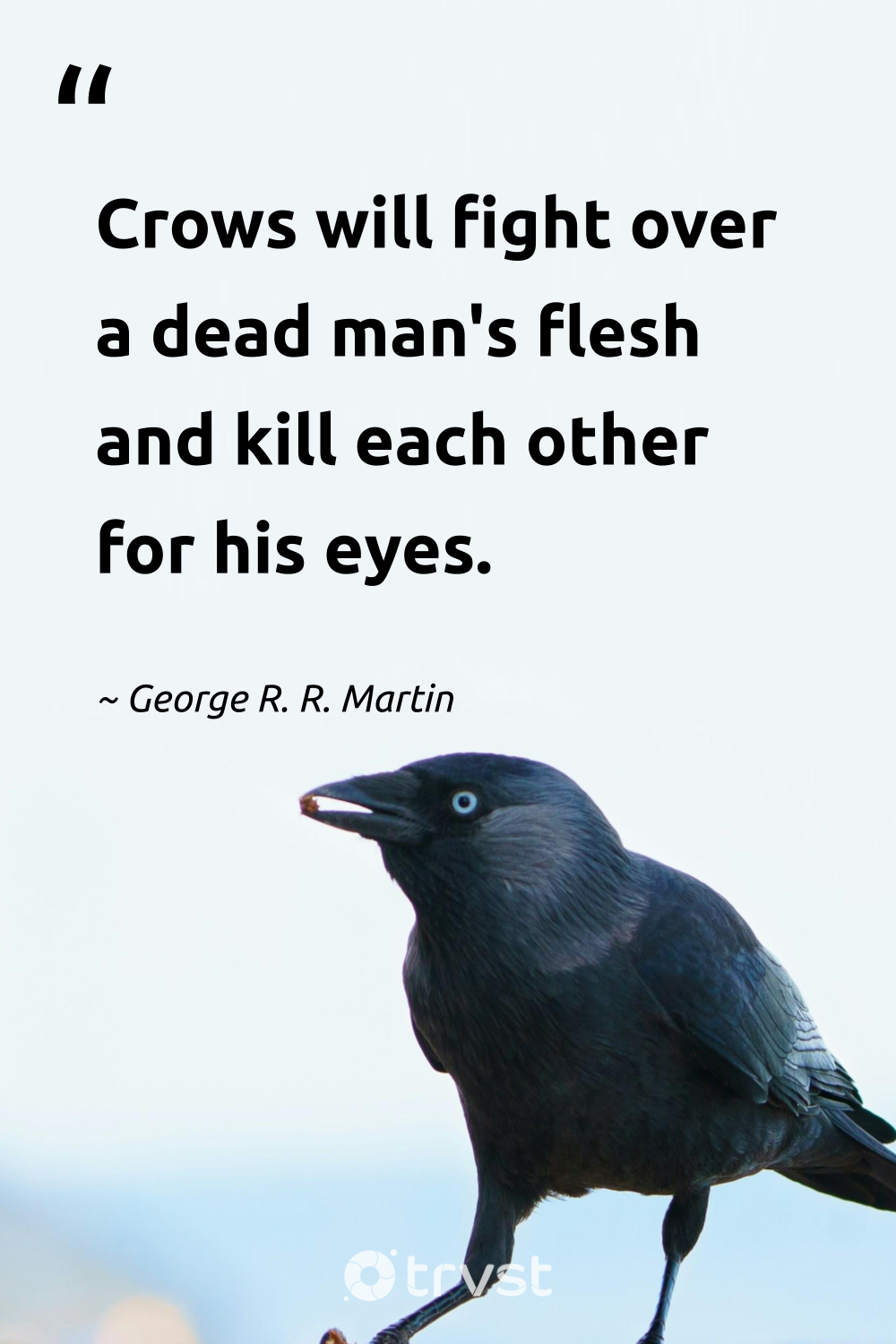 40 Crow Quotes & Sayings About The Misunderstood Birds (2025)