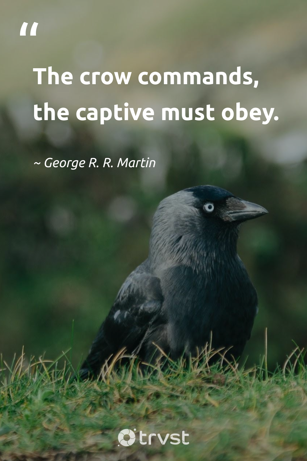 40 Crow Quotes & Sayings About The Misunderstood Birds (2024)