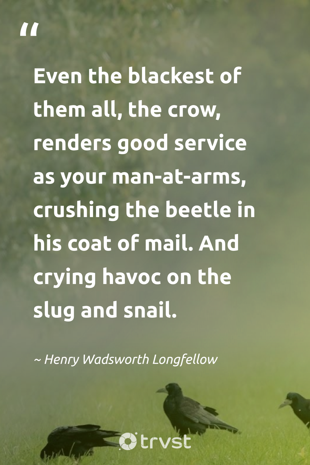 40 Crow Quotes & Sayings About The Misunderstood Birds (2024)