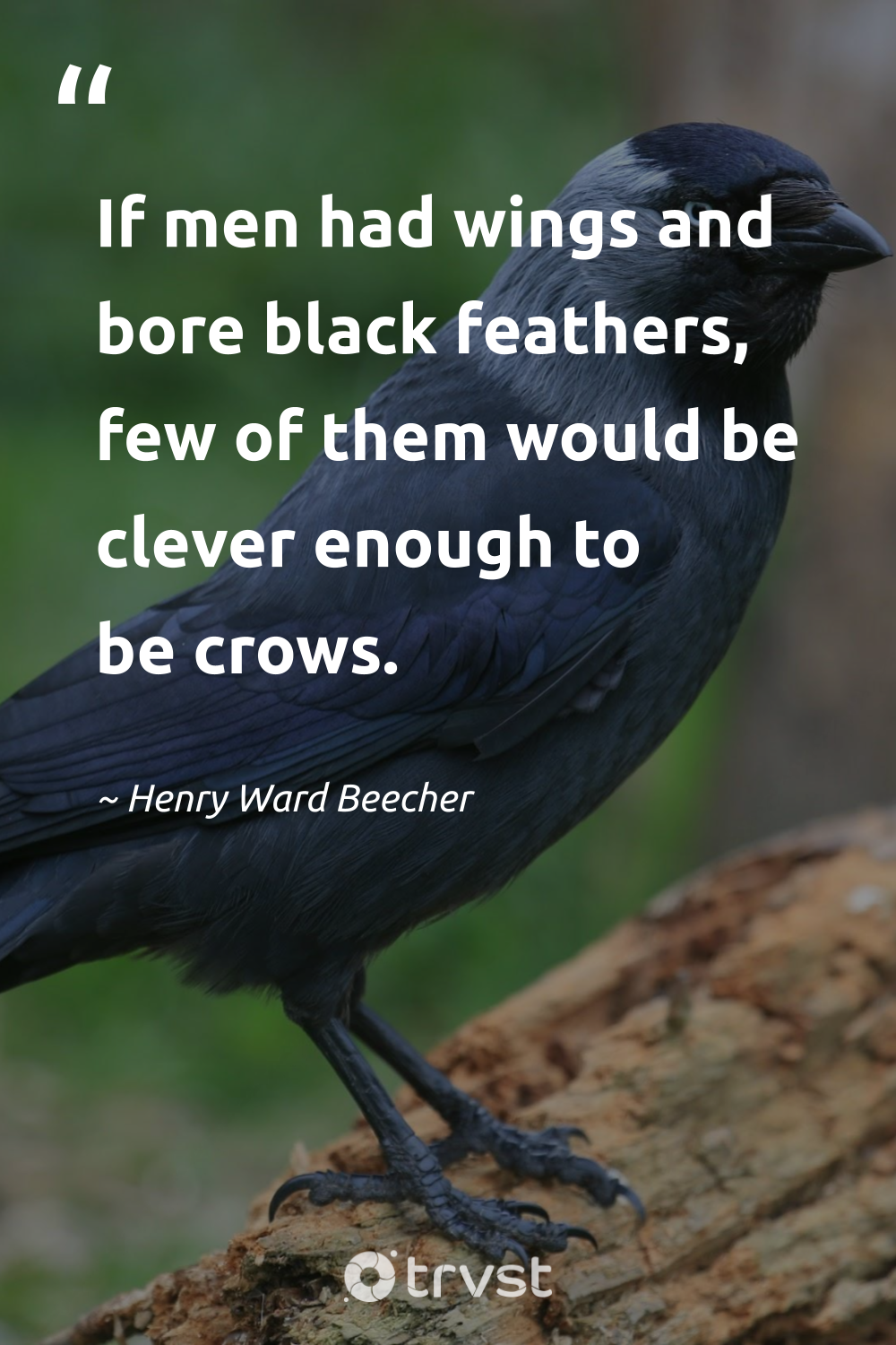 40 Crow Quotes & Sayings About The Misunderstood Birds (2024)