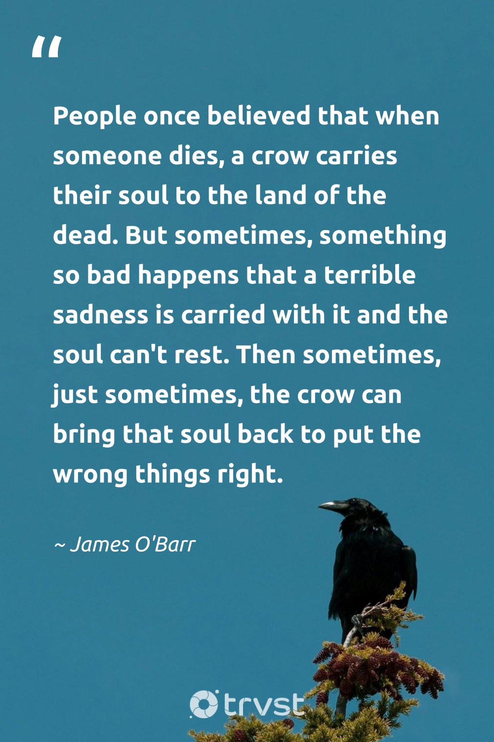 40 Crow Quotes & Sayings About The Misunderstood Birds (2025)