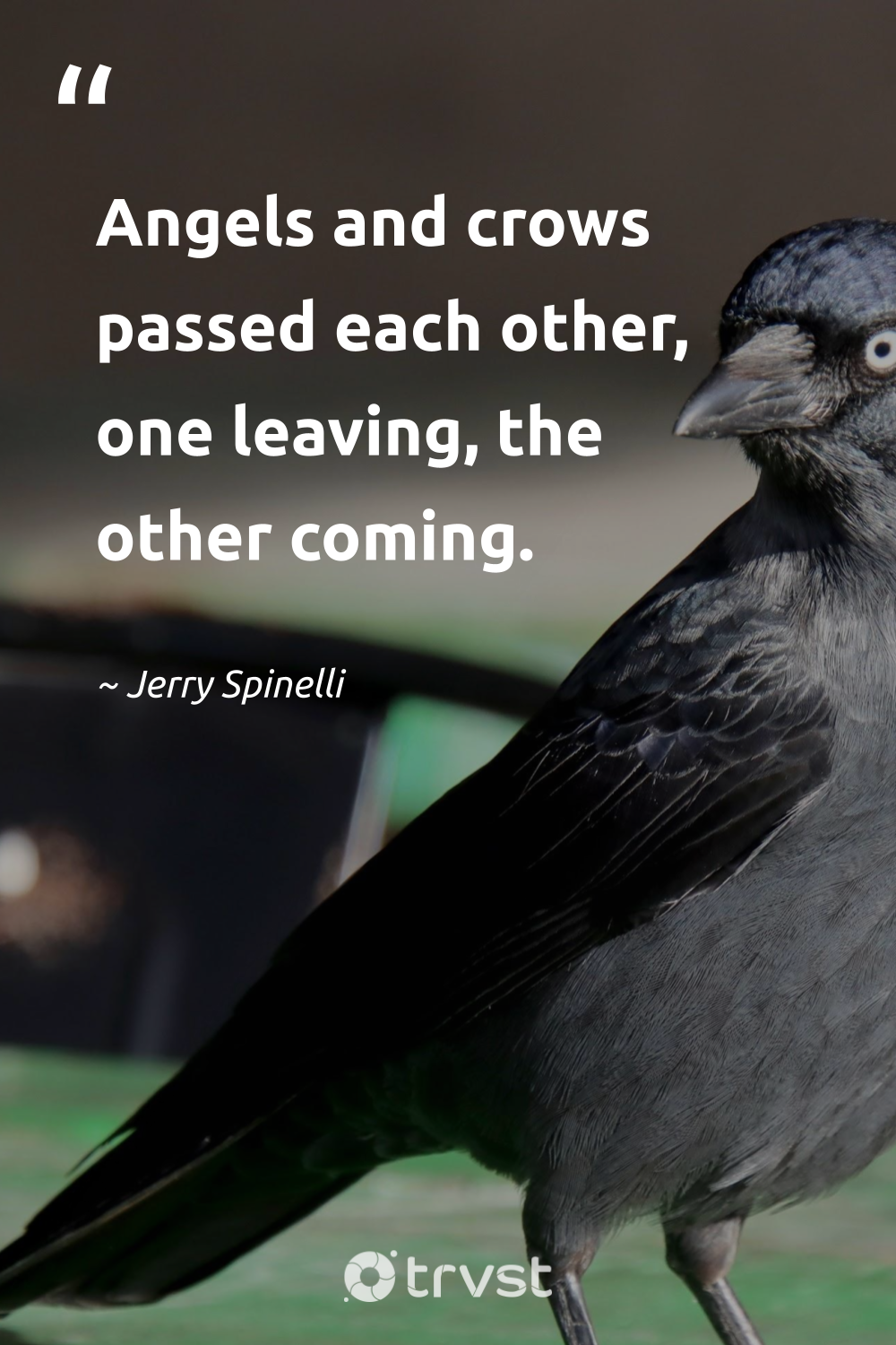 40 Crow Quotes & Sayings About The Misunderstood Birds (2025)