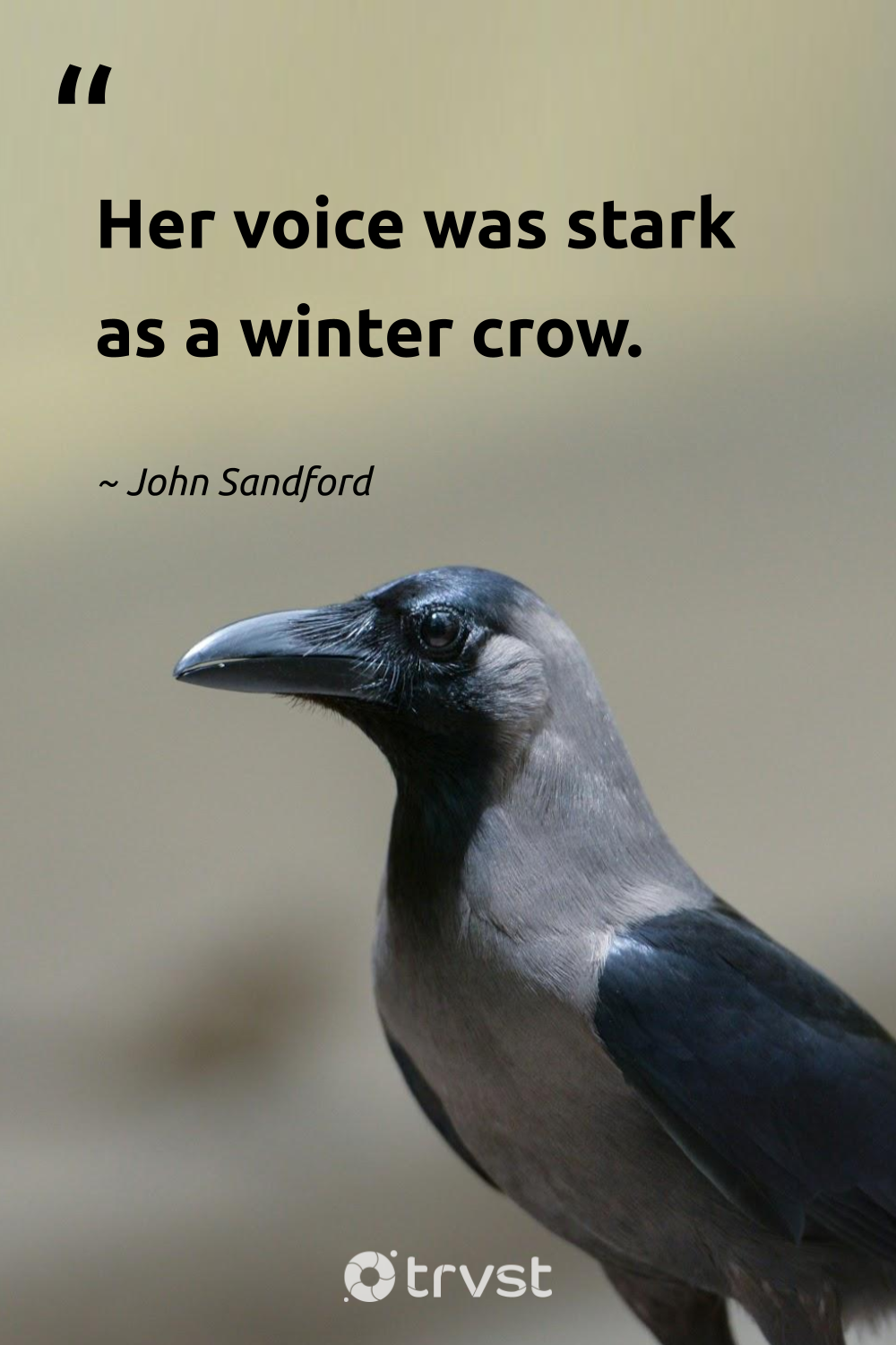40 Crow Quotes & Sayings About The Misunderstood Birds (2024)
