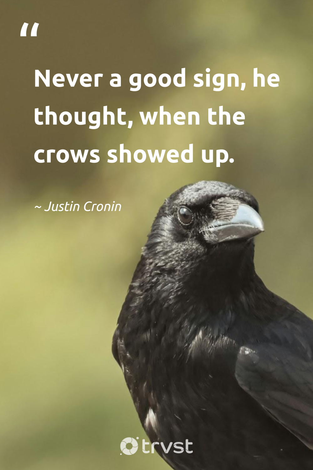 40 Crow Quotes & Sayings About The Misunderstood Birds (2025)
