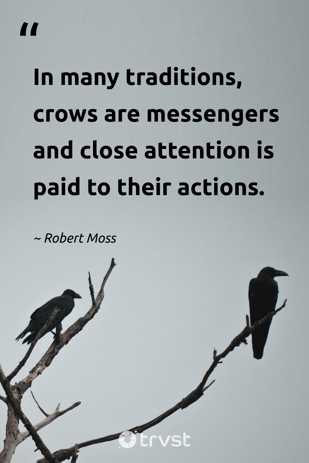 40 Crow Quotes & Sayings About The Misunderstood Birds (2025)