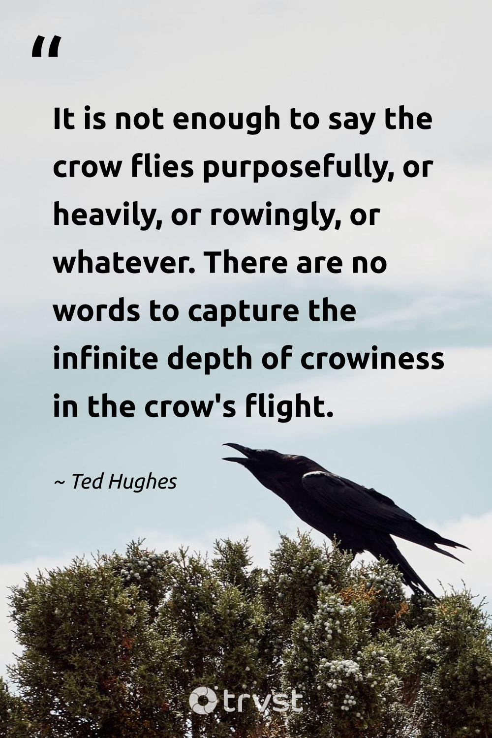 40 Crow Quotes & Sayings About The Misunderstood Birds (2025)