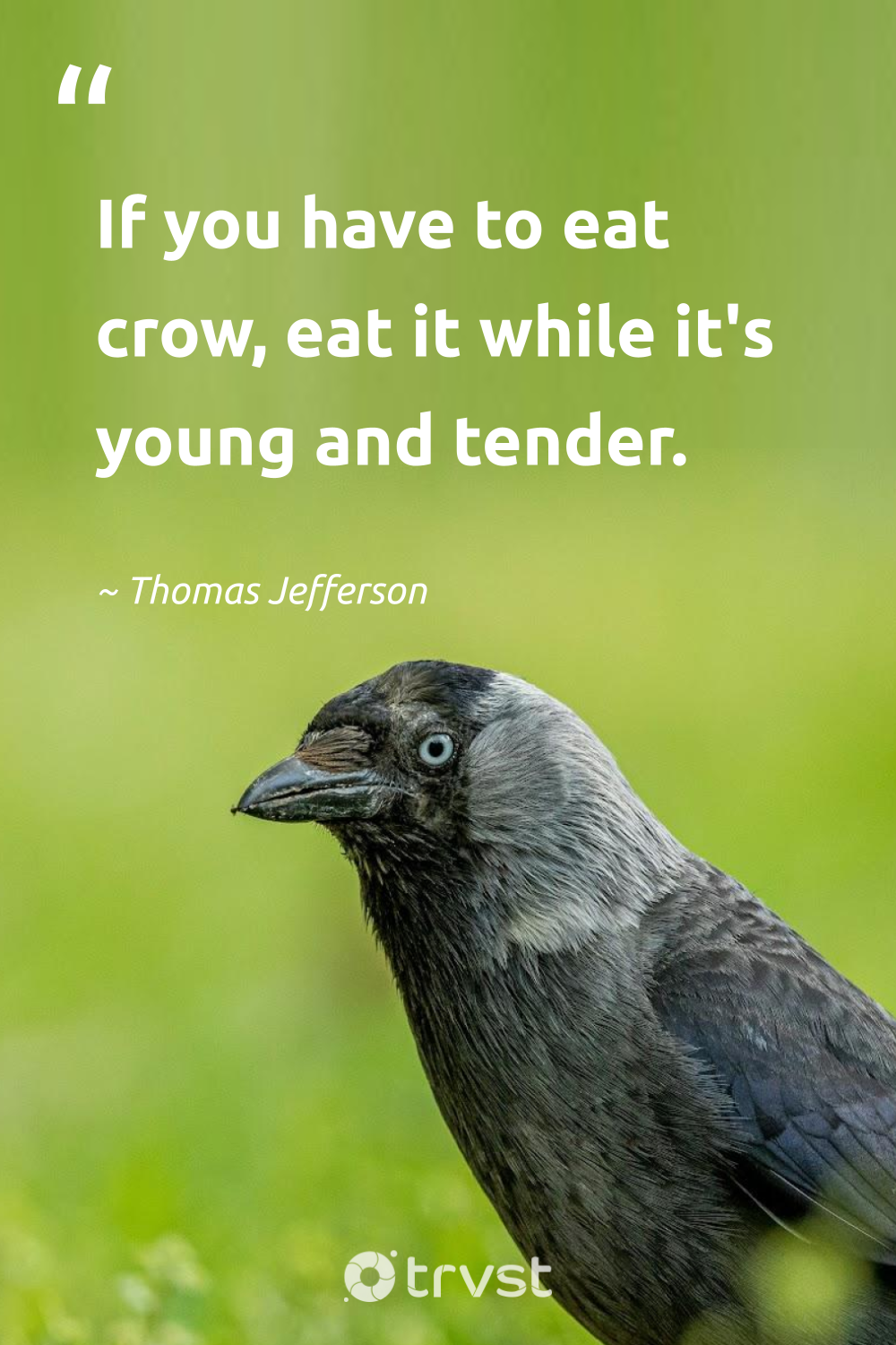 40 Crow Quotes & Sayings About The Misunderstood Birds (2024)