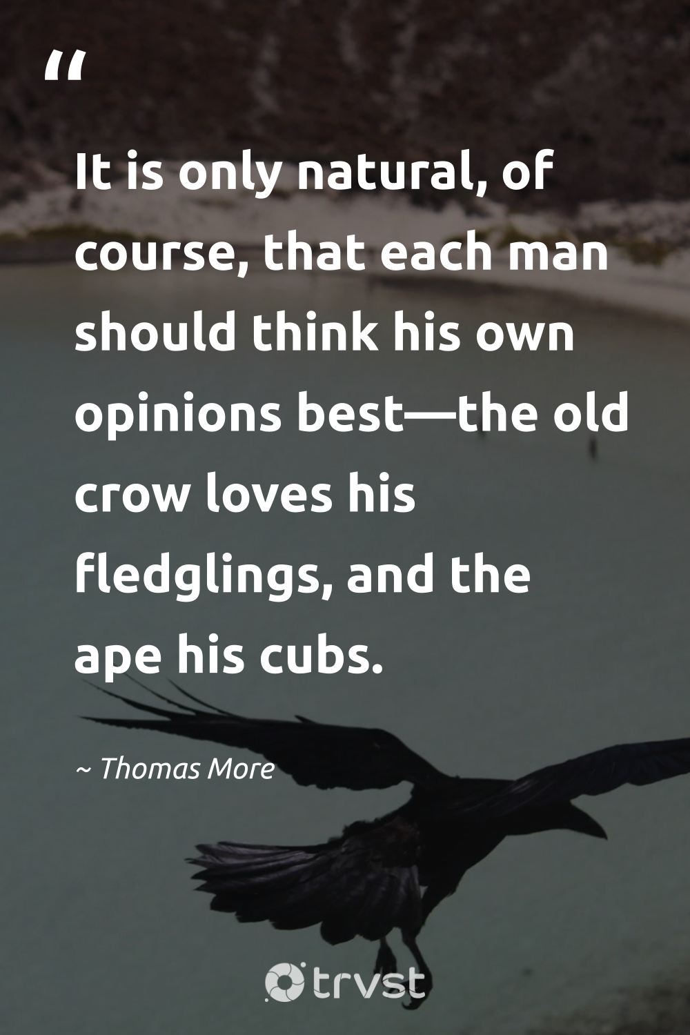 40 Crow Quotes & Sayings About The Misunderstood Birds (2024)