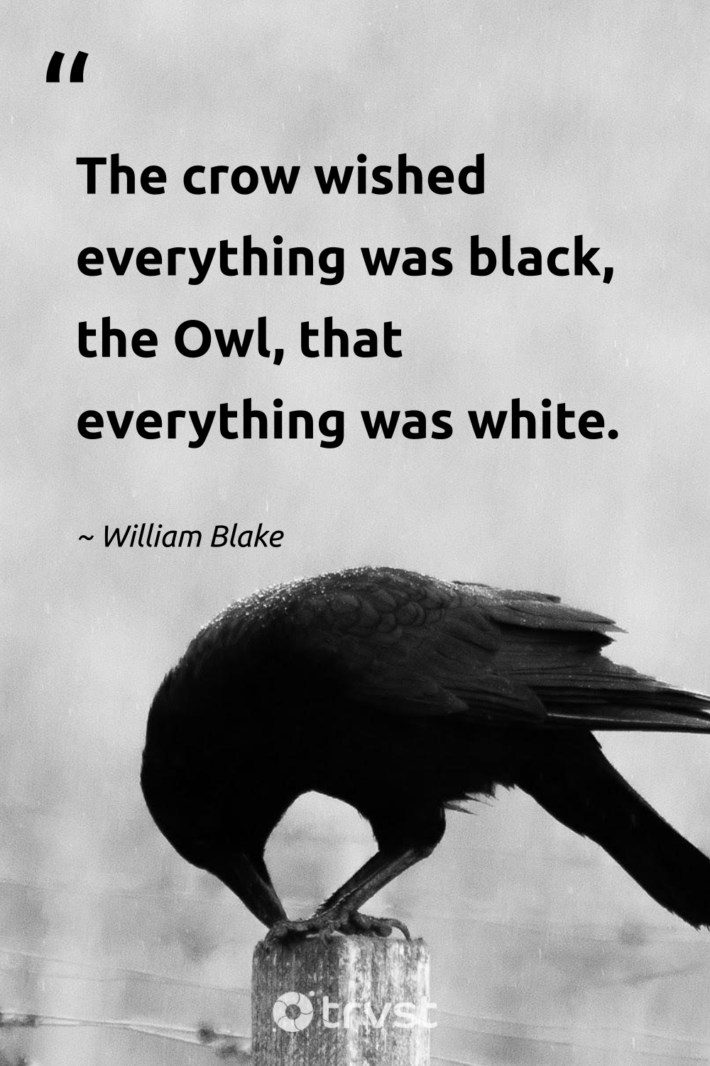 40 Crow Quotes & Sayings About The Misunderstood Birds (2025)