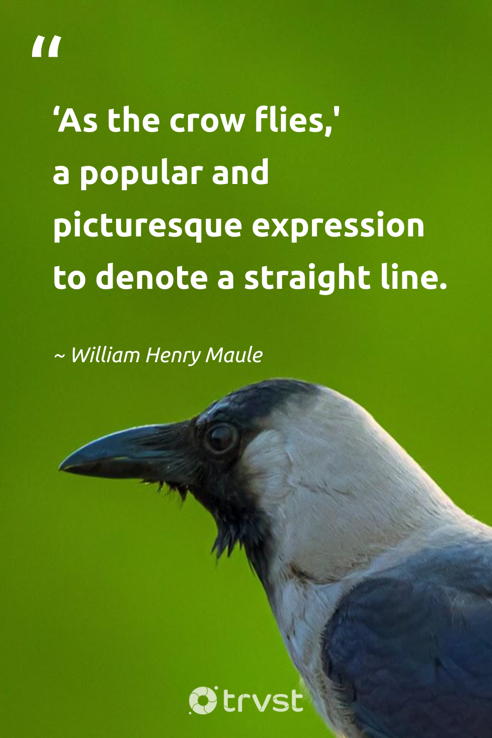 40 Crow Quotes & Sayings About The Misunderstood Birds (2025)