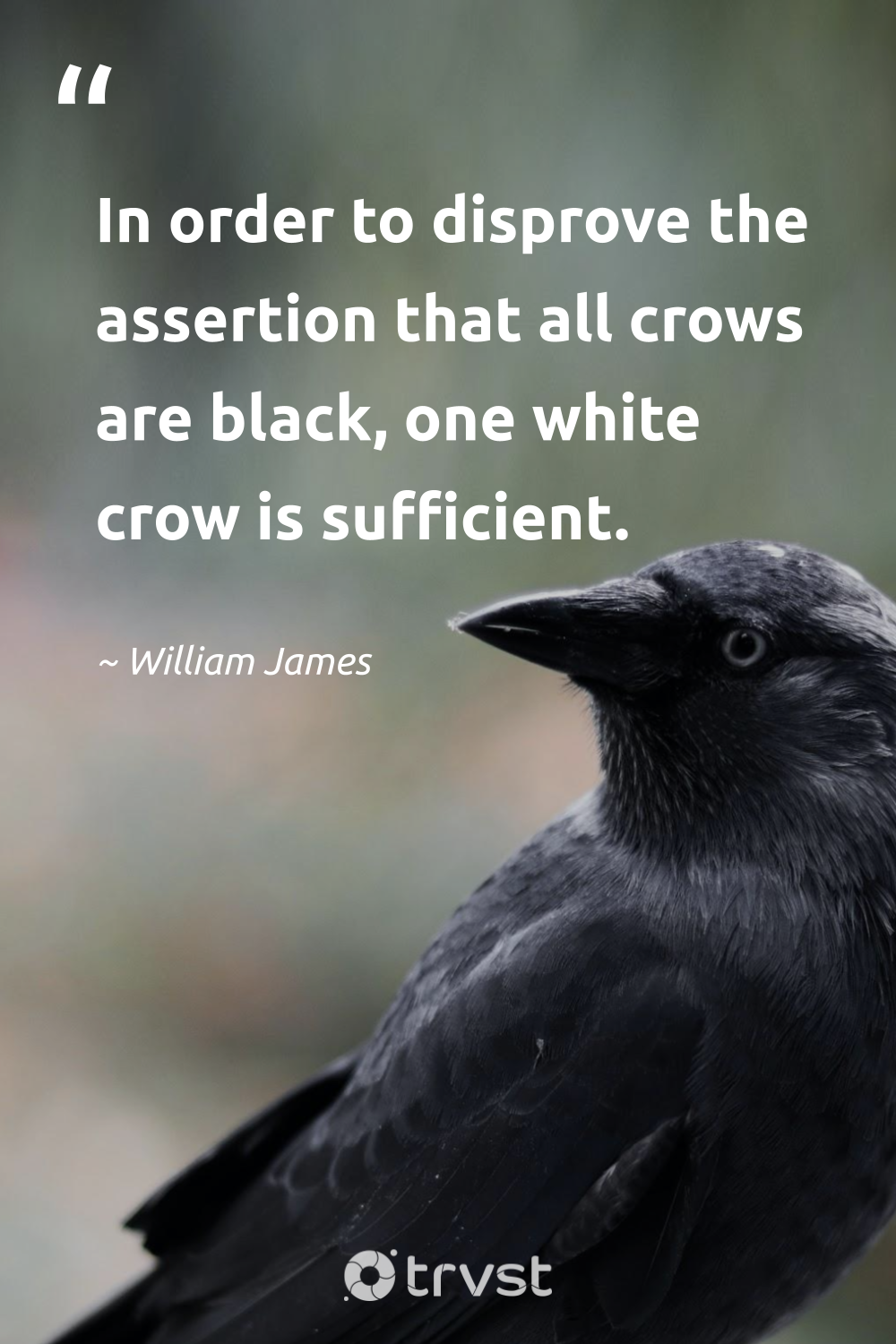 40 Crow Quotes & Sayings About The Misunderstood Birds (2025)