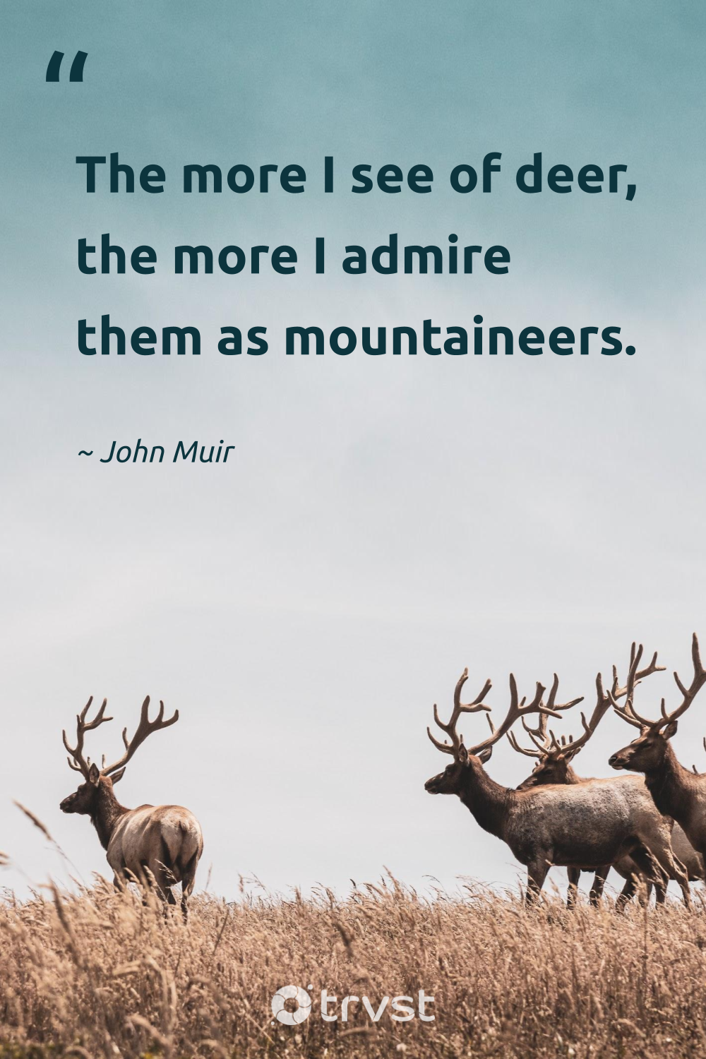 35 Deer Quotes About The Graceful Mammals with Antlers