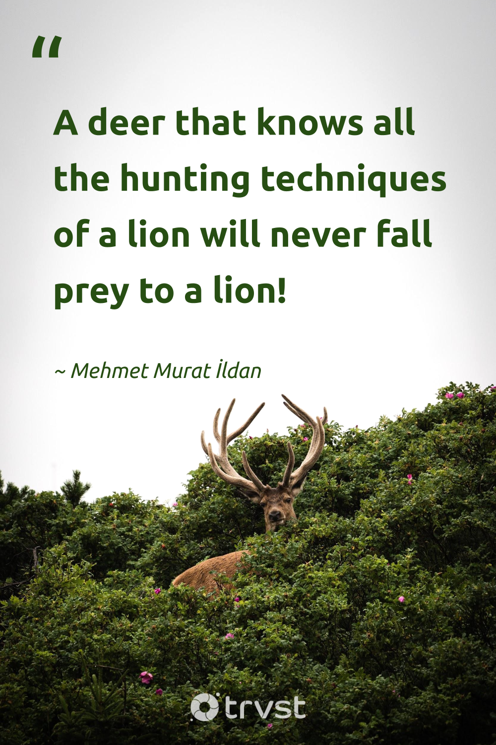 35 Deer Quotes About The Graceful Mammals with Antlers