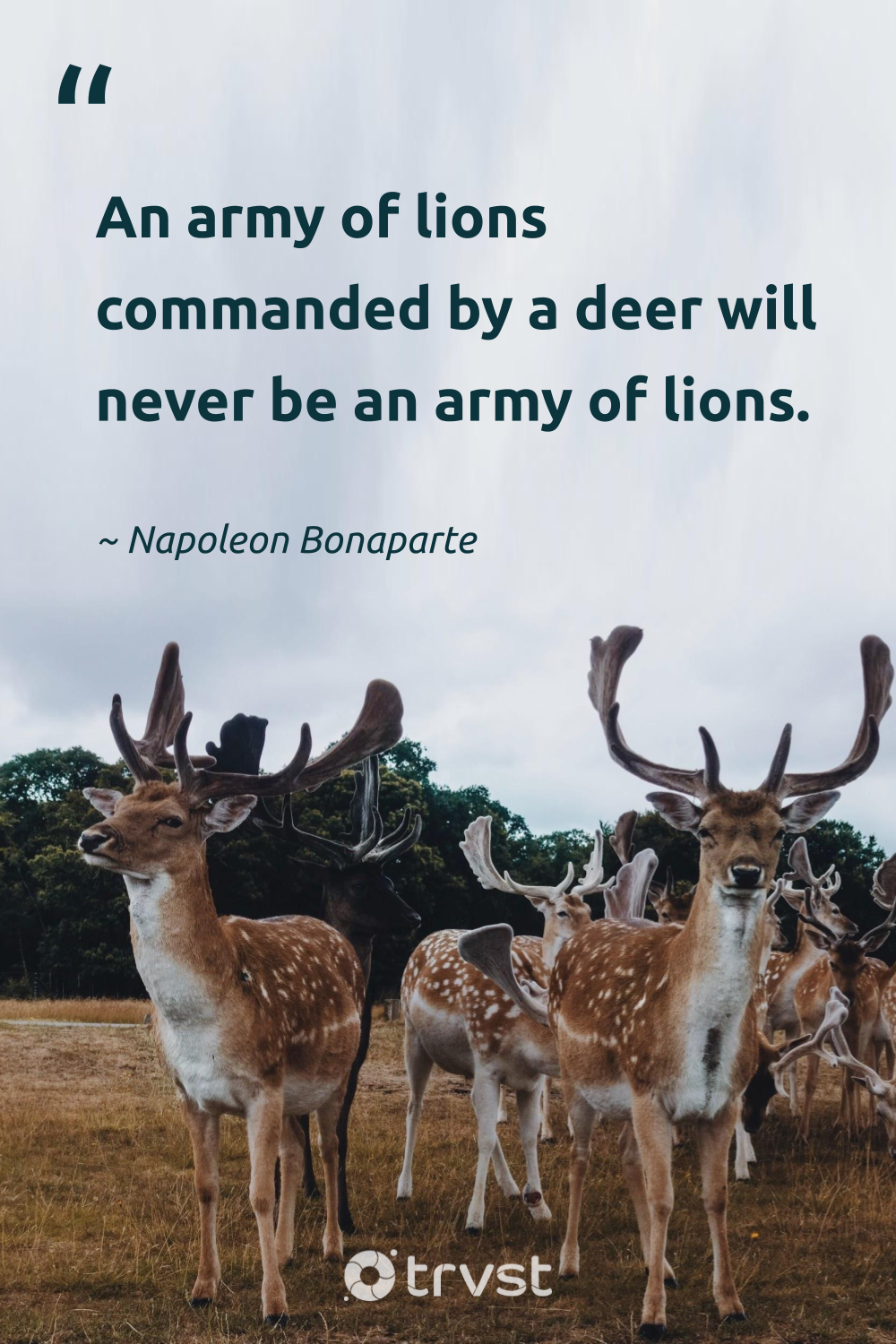 35 Deer Quotes About The Graceful Mammals with Antlers