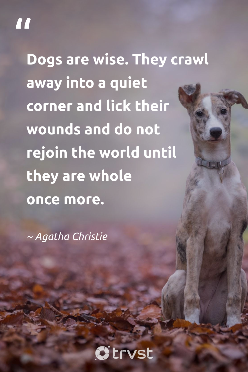 71 Dog Quotes About Our Beloved Best Friends (2024)