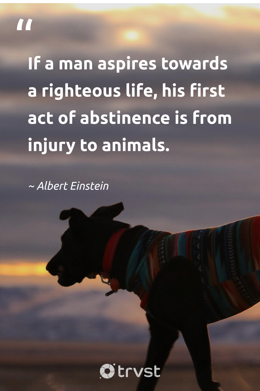 71 Dog Quotes About Our Beloved Best Friends (2024)