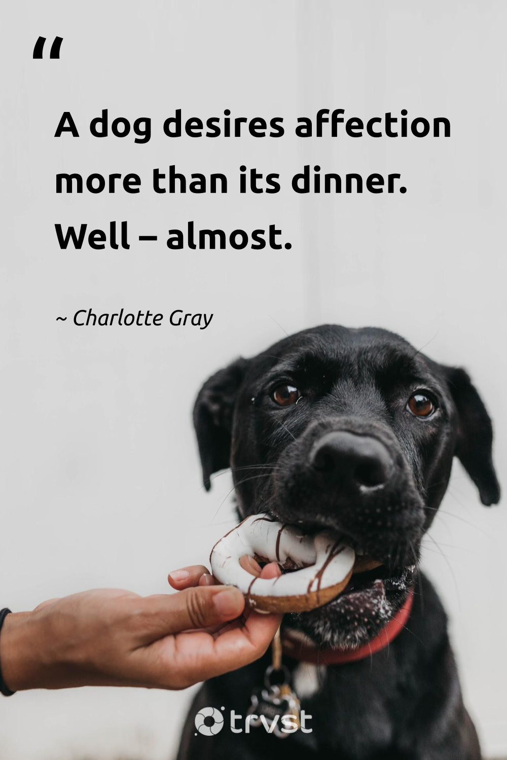 71 Dog Quotes About Our Beloved Best Friends (2025)