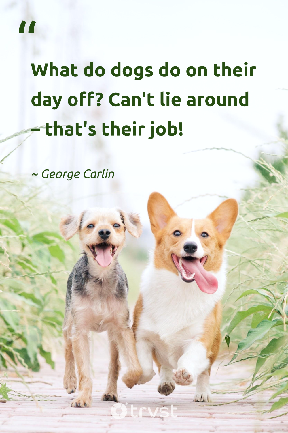 71 Dog Quotes About Our Beloved Best Friends (2024)