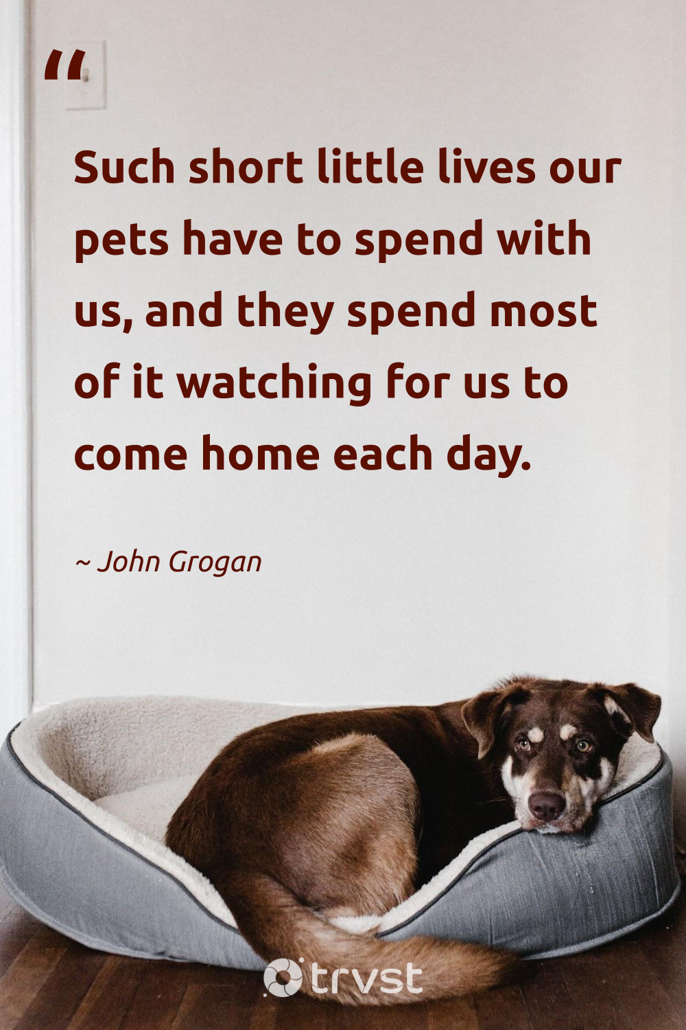 71 Dog Quotes About Our Beloved Best Friends (2025)