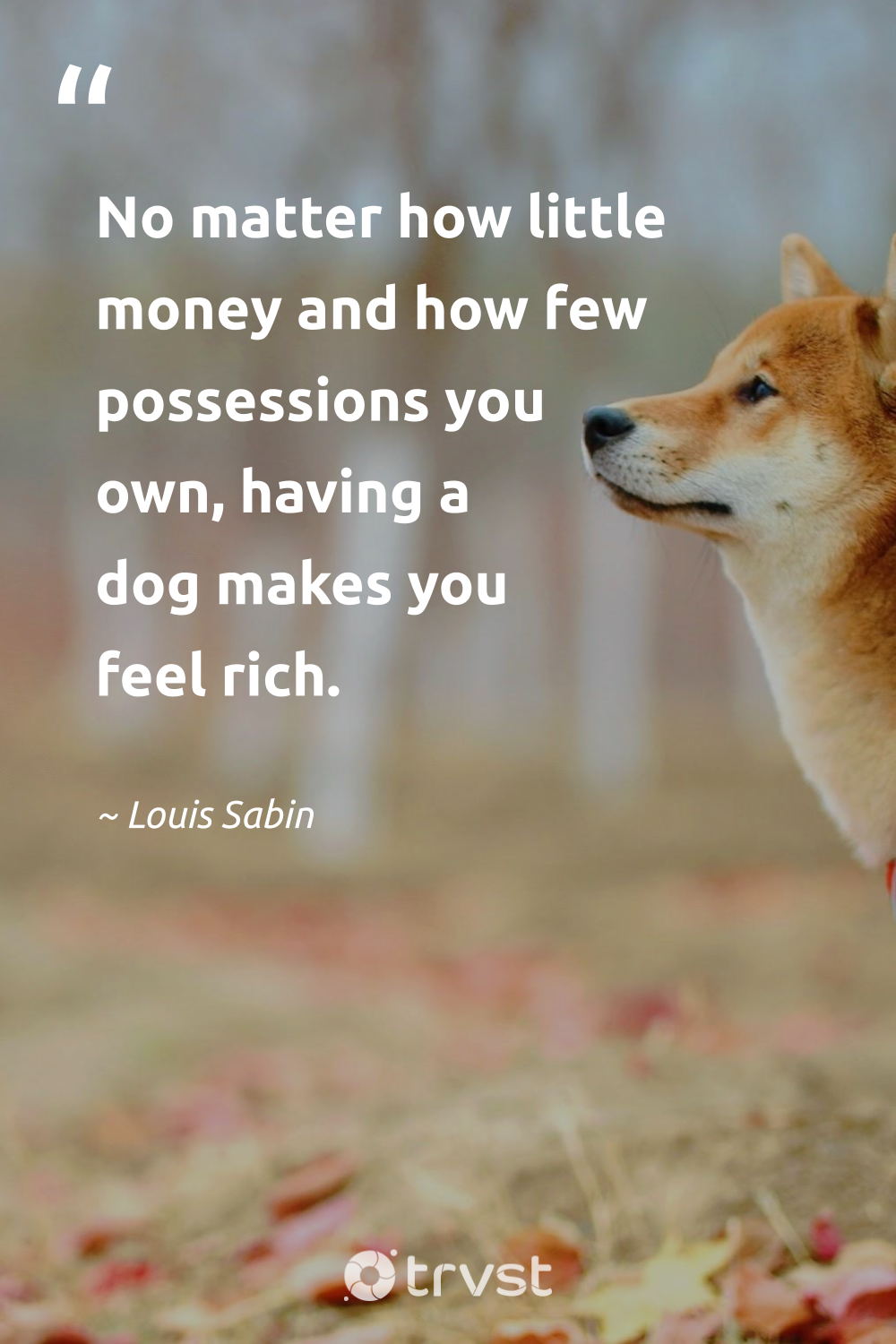 71 Dog Quotes About Our Beloved Best Friends (2025)