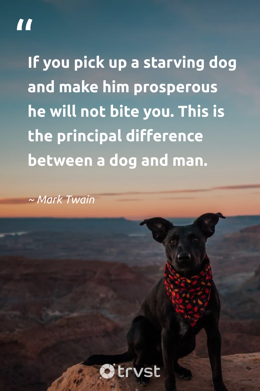 71 Dog Quotes About Our Beloved Best Friends (2024)