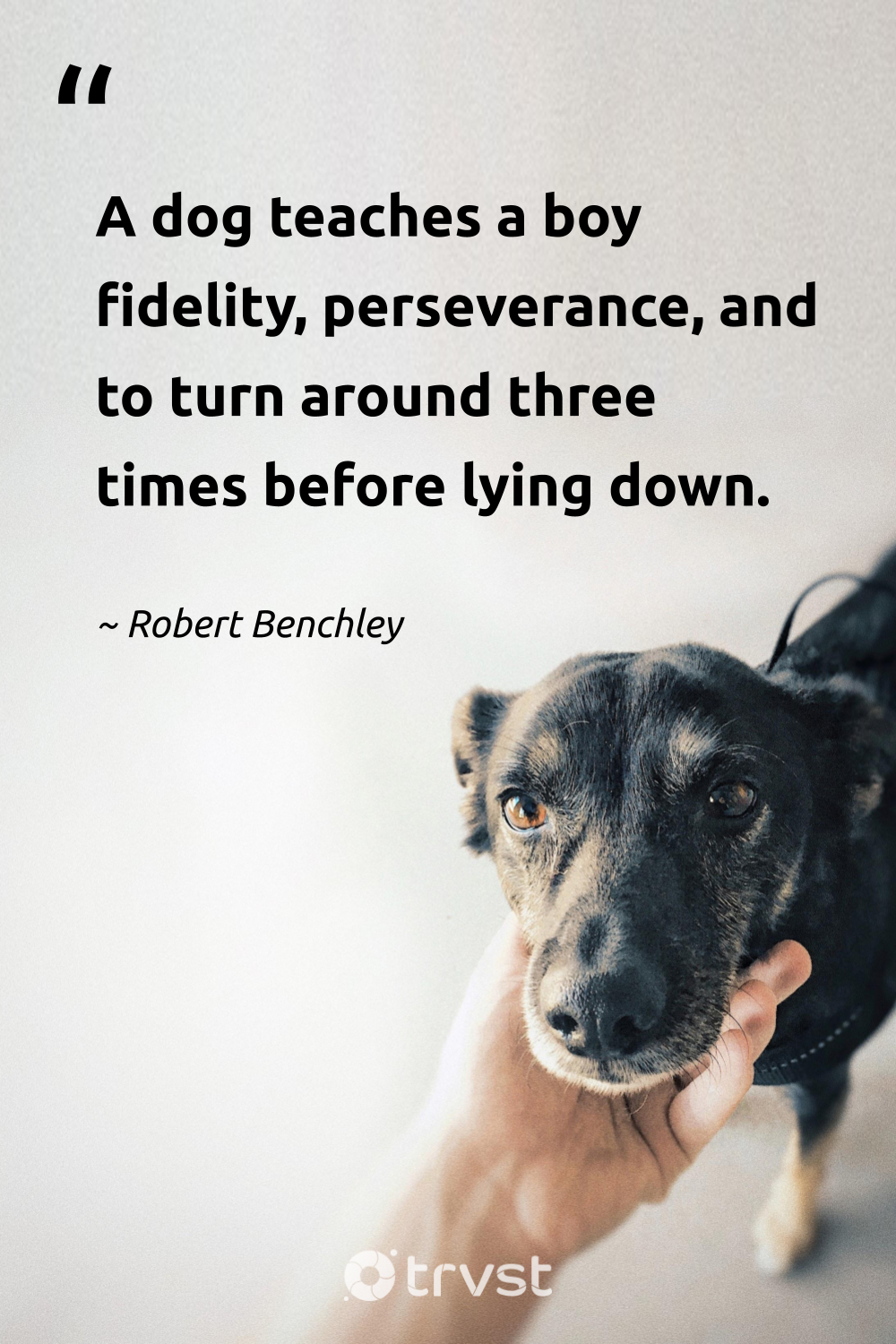 71 Dog Quotes About Our Beloved Best Friends (2024)