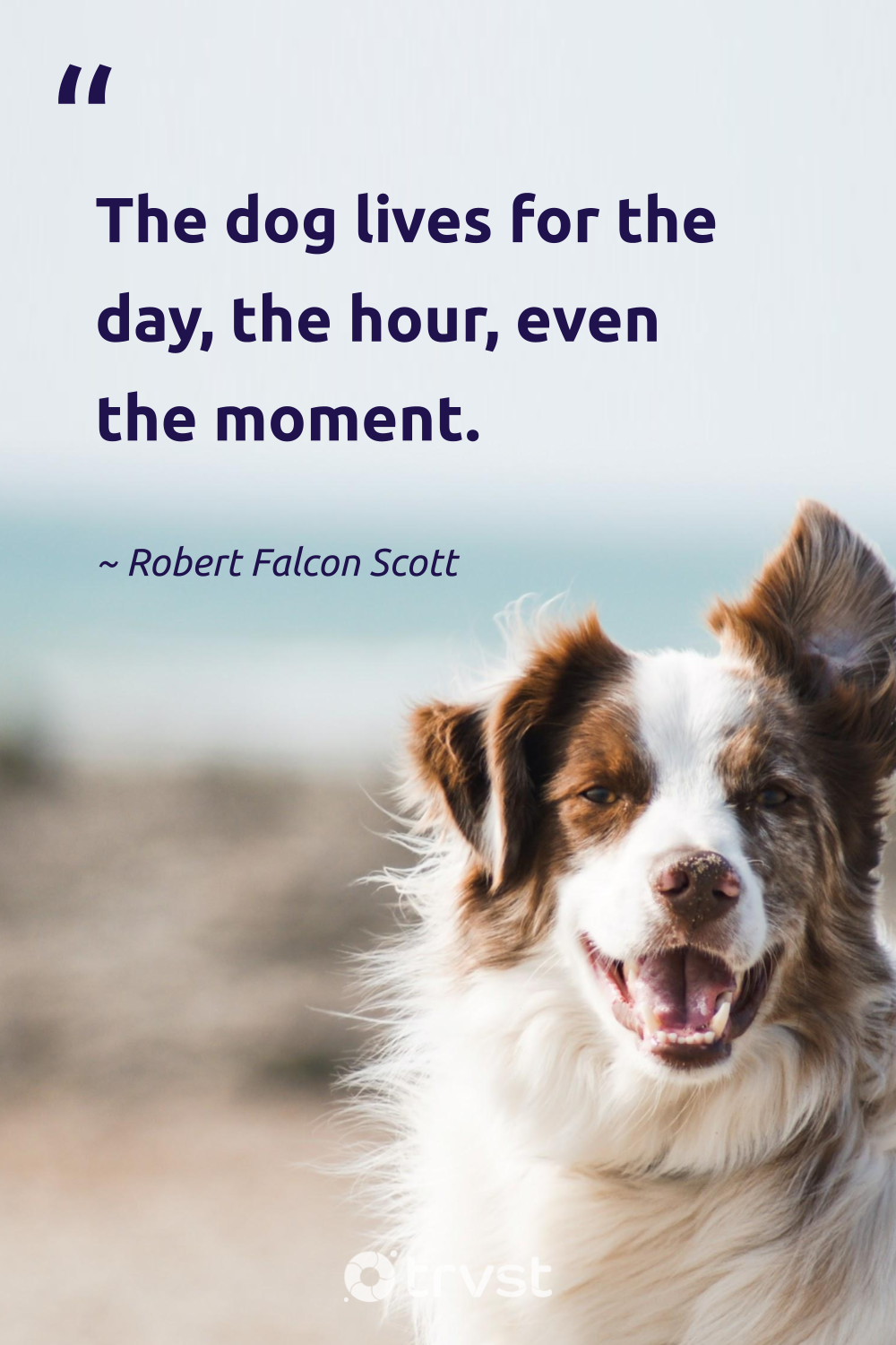 71 Dog Quotes About Our Beloved Best Friends (2025)