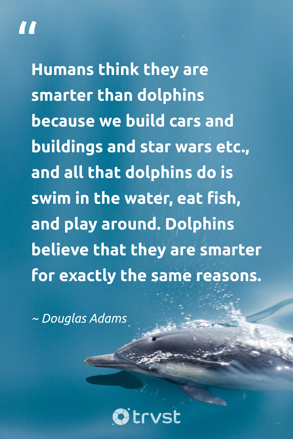 40 Dolphin Quotes Celebrating The Beaming Mammals (2024)
