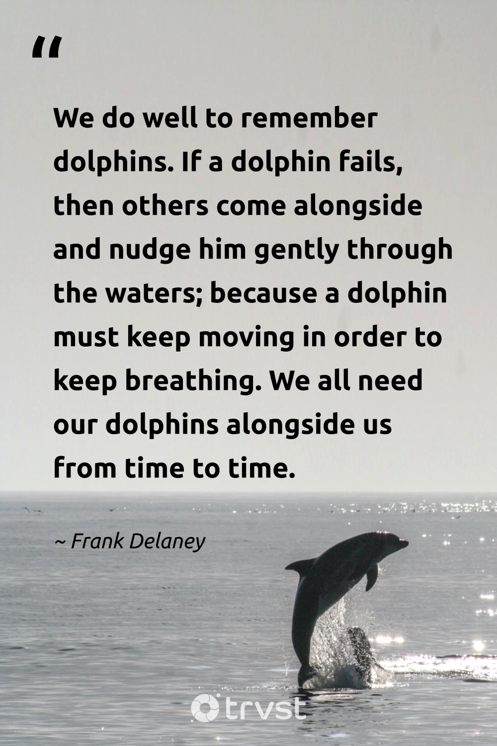 40 Dolphin Quotes Celebrating The Beaming Mammals (2025)